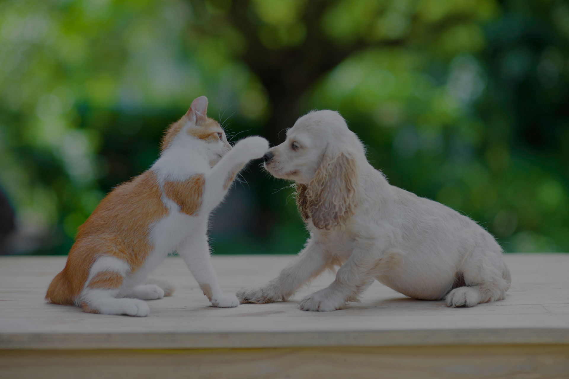 Careers – Animal Care Clinic